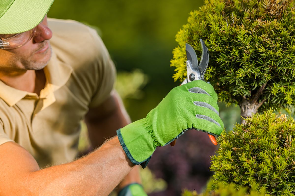 Professional Landscaper: What They Do And Why It Matters?